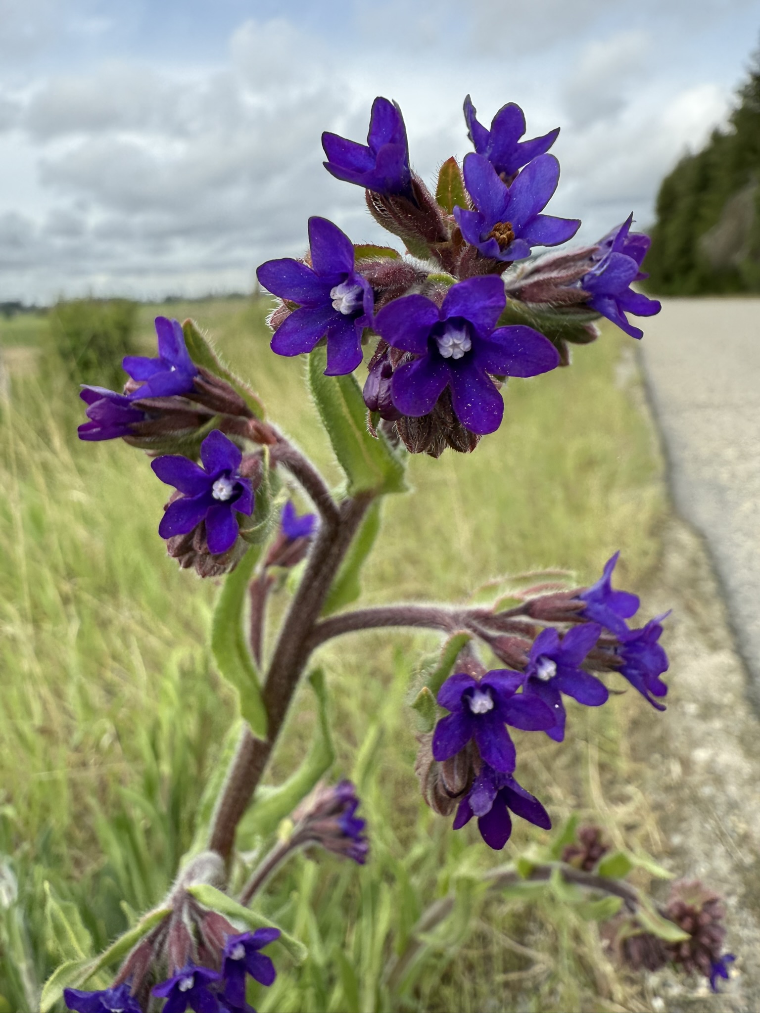 Noxious Weed List | Pend Oreille County WA