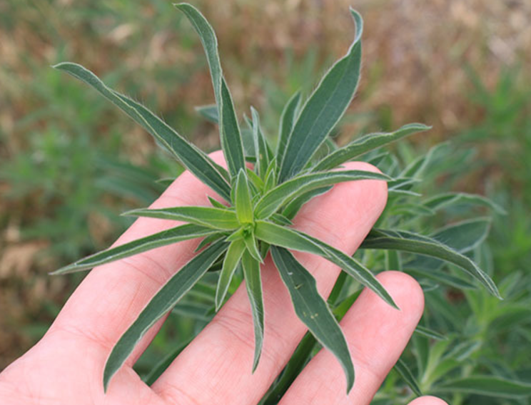 Noxious Weed List | Pend Oreille County WA